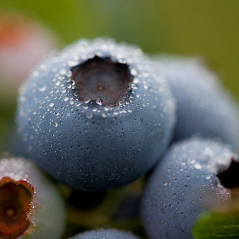 Alison Morrow, Environmental Reporter – Bow Hill Blueberries