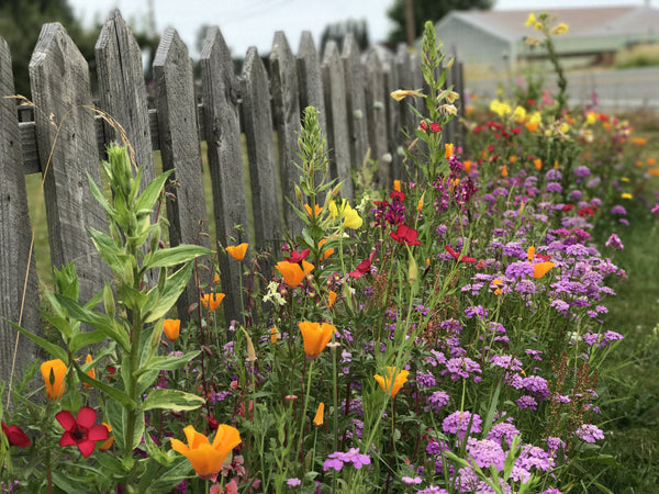 Farm Tour – Bow Hill Blueberries
